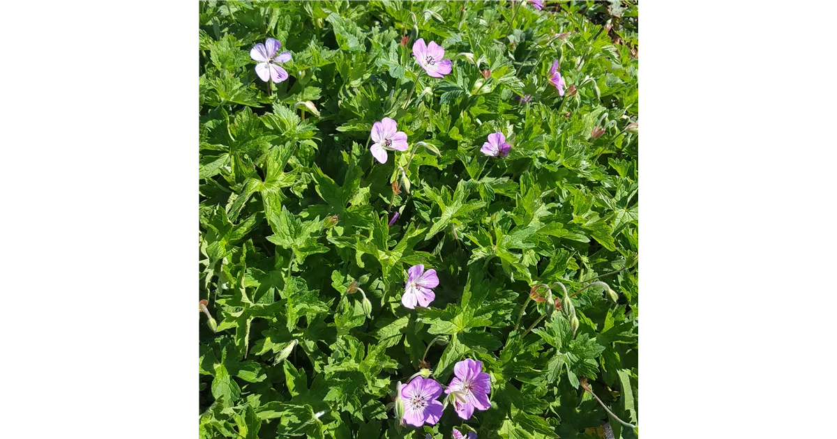 Geranium wallich.'Silvia's Surprise' -R-, Garten-Storchschnabel 'Silvia ...