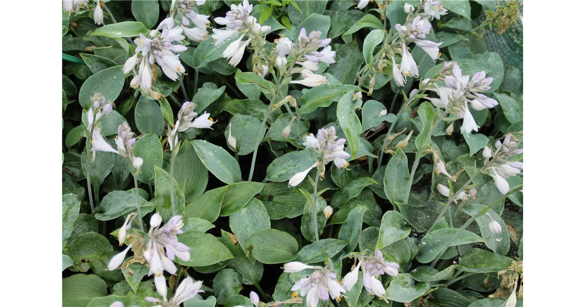 Hosta sieboldiana 'Canadian Blue', Funkie 'Canadian Blue' - Bamberger ...
