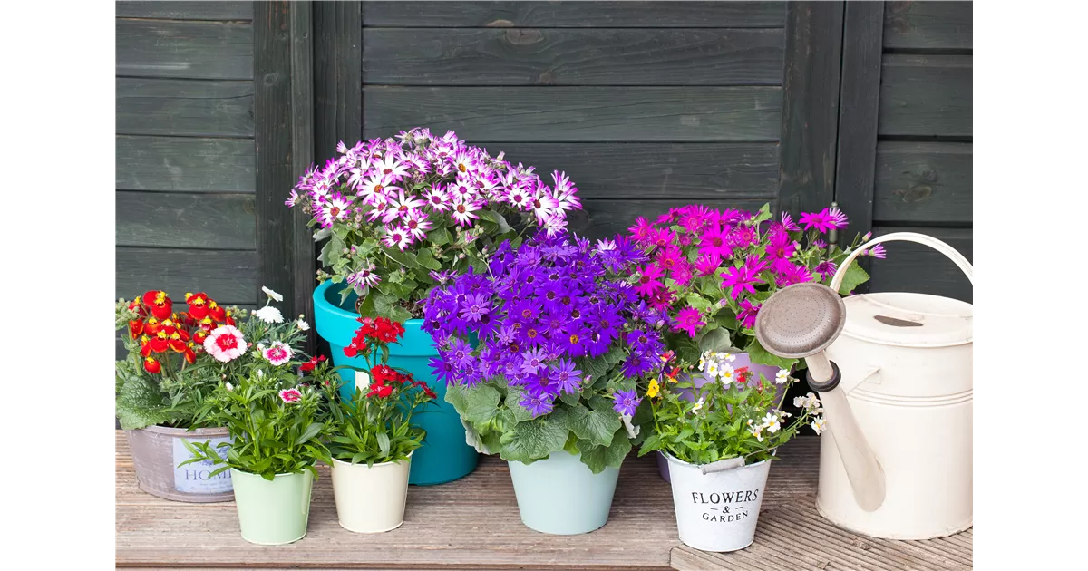 Wunderschne Bamberger Staudengarten Shop Bilder