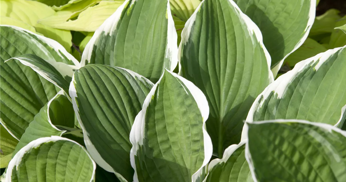 Hosta x fortunei 'Moerheim', Gelbweißgerandete Garten-Funkie 'Moerheim ...