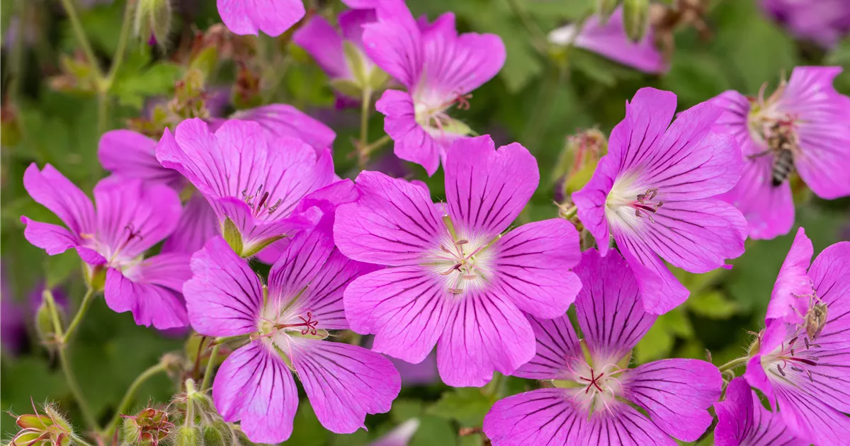 Geranium x gracile 'Sirak', Garten-Storchschnabel 'Sirak' - Bamberger ...