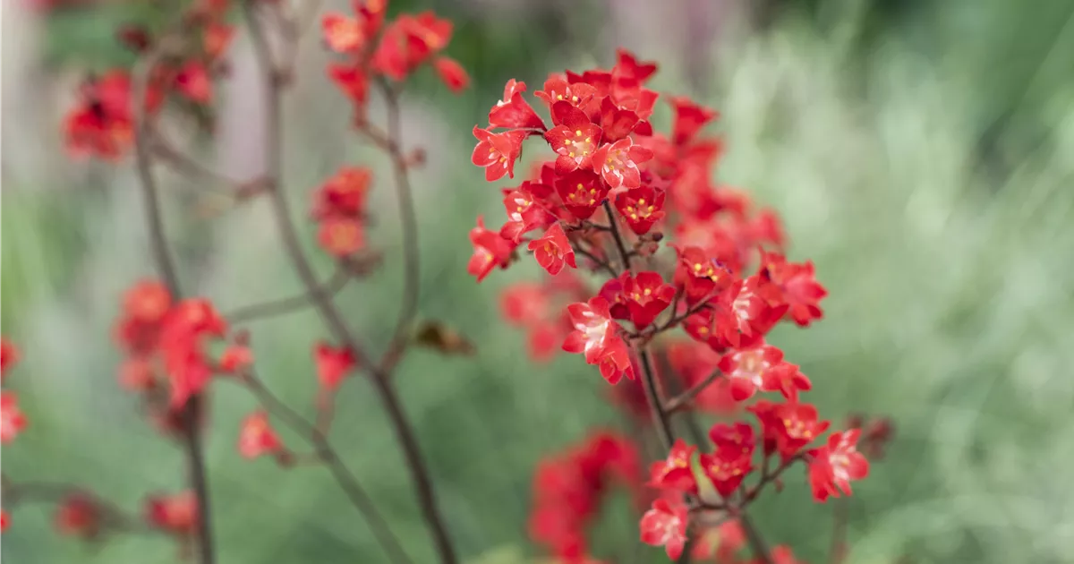 Heuchera sanguinea Leuchtkafer Garten Purpurglockchen Leuchtkafer Bamberger Staudengarten Strobler
