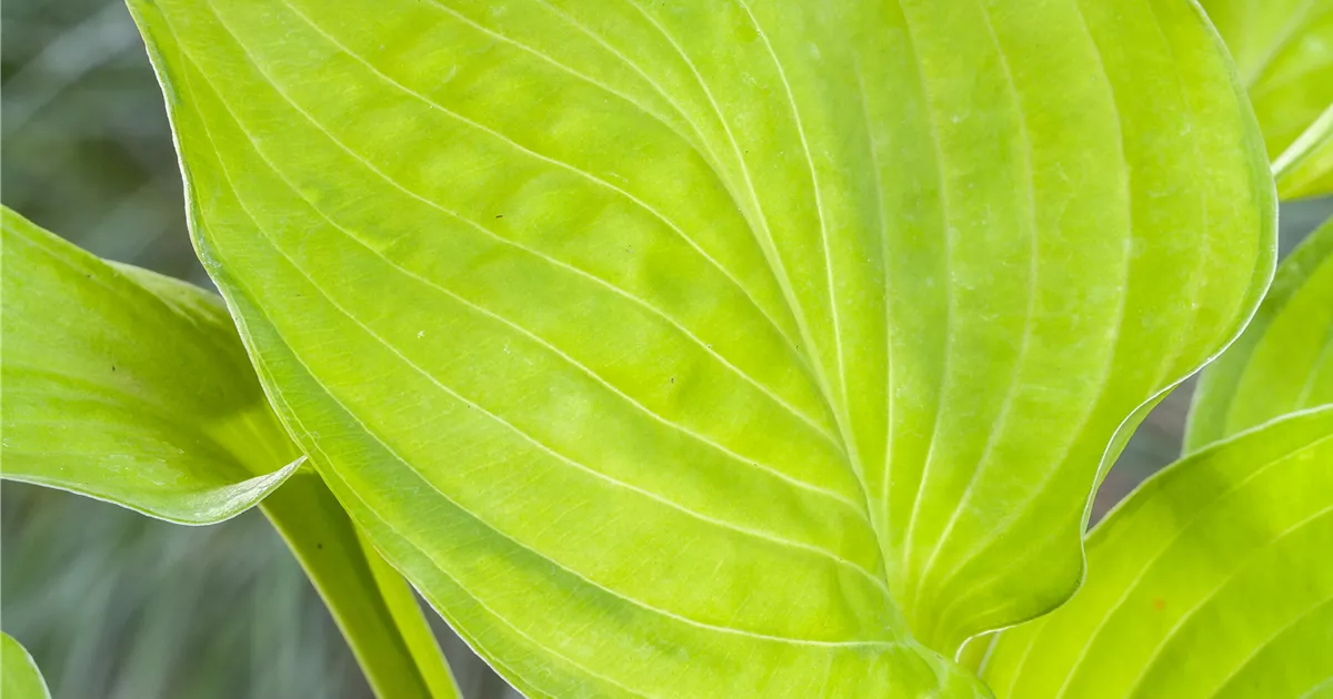 Hosta x cult.'Gold Edger', Gelblaubige Garten-Funkie 'Gold Edger ...