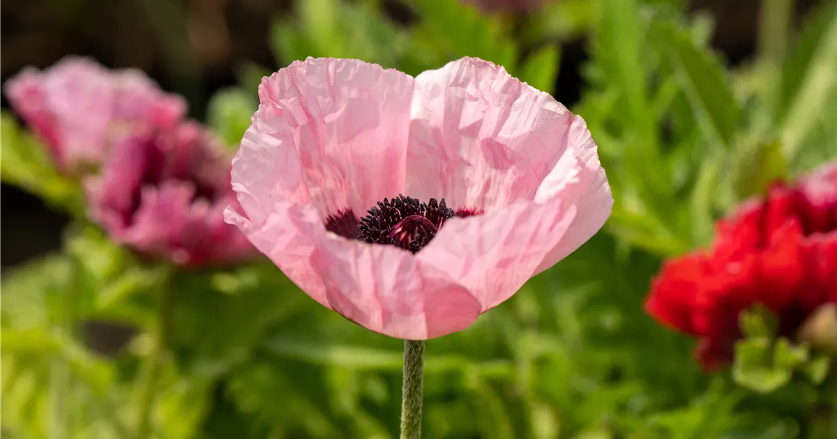 Papaver orientale 'Mrs. Perry', Orientalischer Garten-Mohn 'Mrs. Perry ...