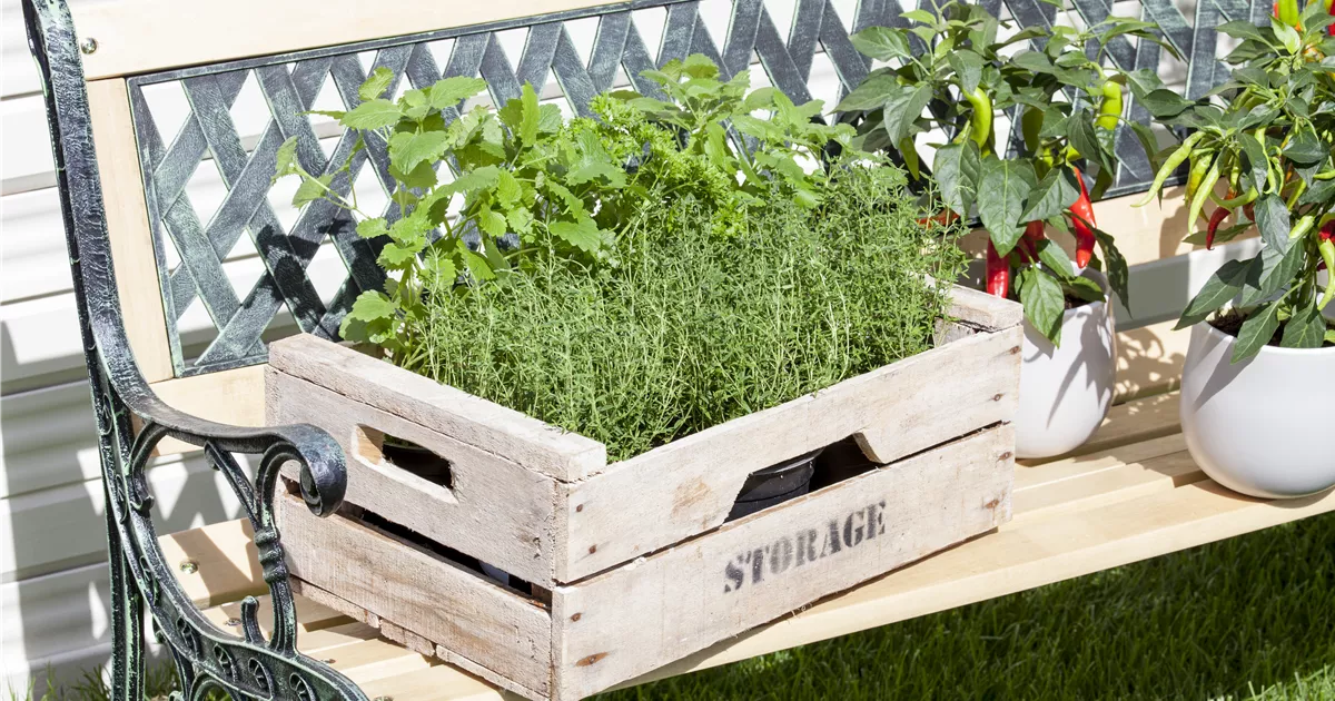 Wunderschne Bamberger Staudengarten Shop Bilder