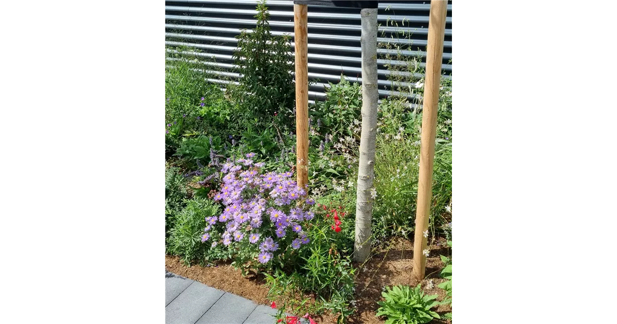 Wunderschne Bamberger Staudengarten Shop Bilder