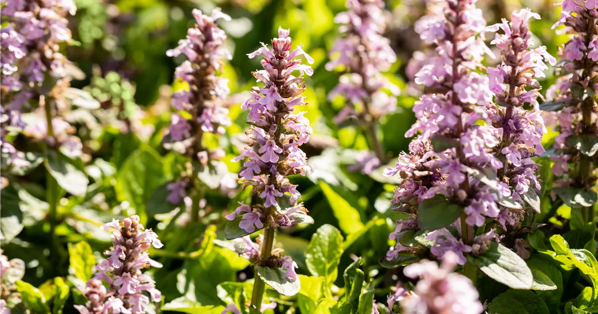 Ajuga reptans 'Rosea' - Bamberger Staudengarten Strobler