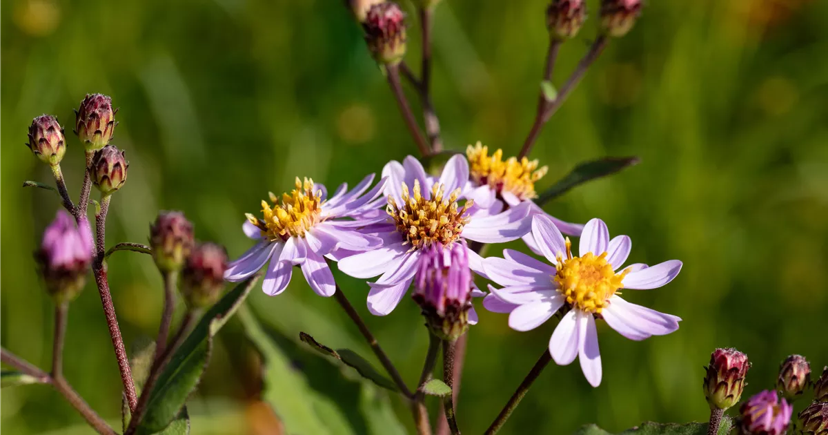 Aster ageratoides 'Ezo Muraski', Wild-Aster 'Ezo Murasaki' - Bamberger ...
