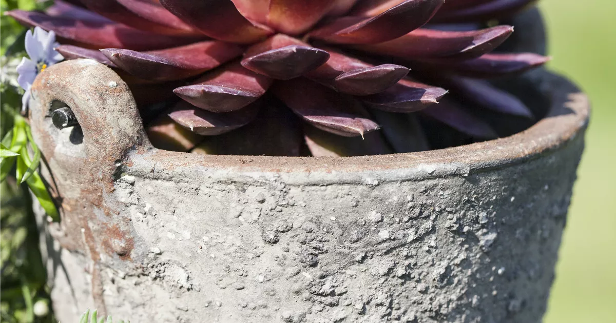 Sempervivum x cult.'Jet Stream' - Bamberger Staudengarten Strobler