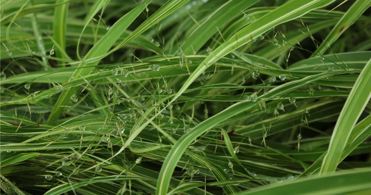 Hakonechloa macra 'Albostriata', Garten-Ziergras 'Albostriata ...