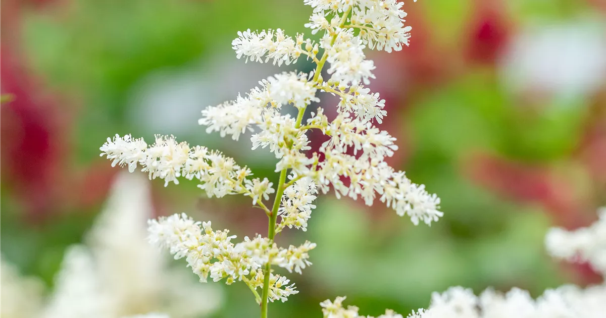 Astilbe x japonica 'Deutschland', Garten-Prachtspiere 'Deutschland ...