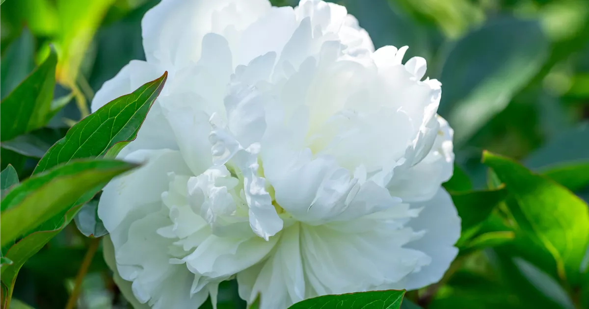 Paeonia x lactiflora 'Lancaster Imp', Edel-Pfingstrose 'Lancaster Imp ...