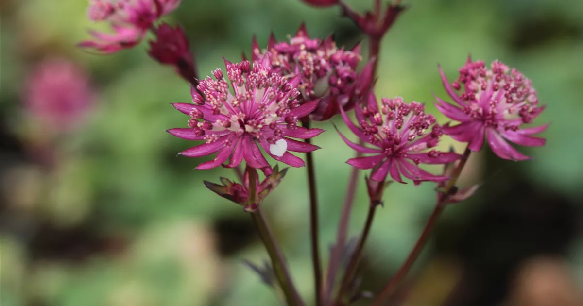 Astrantia major 'Ruby Star' -R-, Große Sterndolde 'Ruby Star' -R ...