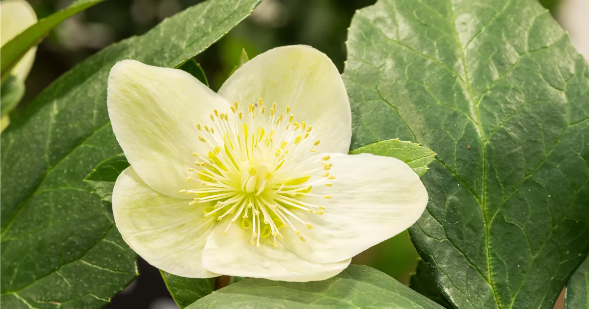 Helleborus x ericsmithii 'Winter Moonbeam' -R-, Christrose 'Winter ...