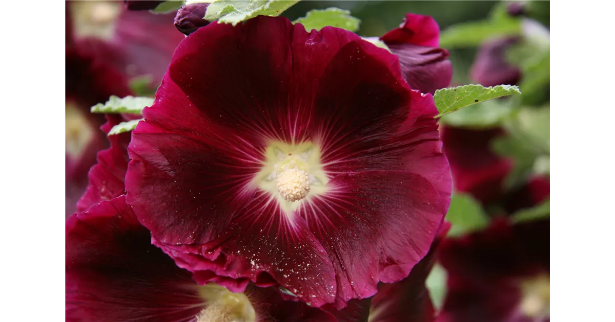 Alcea ficifolia, Feigenblättrige Stockrose - Bamberger Staudengarten ...