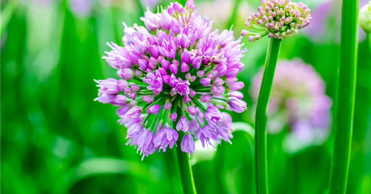 Allium senescens 'Millenium', Ausdauernder Lauch - Bamberger ...