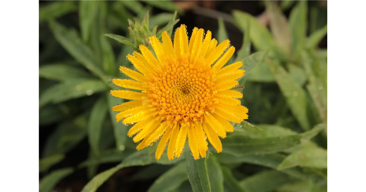 Inula ensifolia 'Compacta', Schwertblättriger Garten-Alant 'Compacta ...