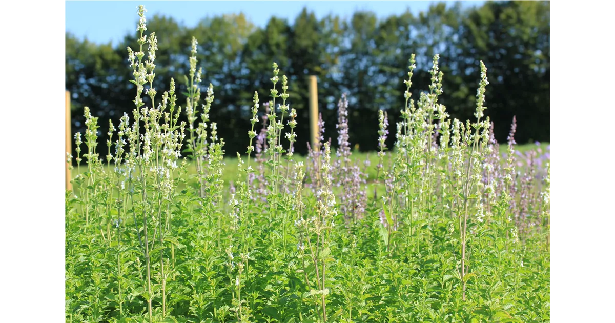 Nepeta nuda 'Alba' - Bamberger Staudengarten Strobler