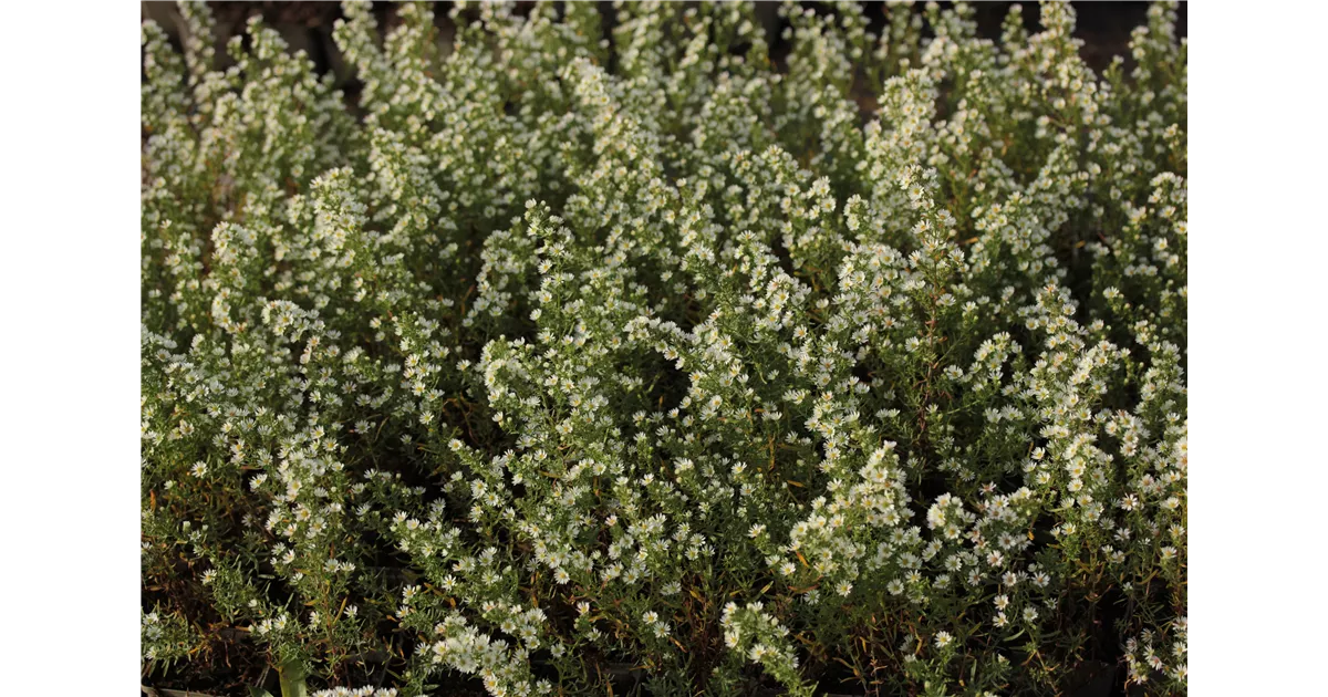 Aster ericoides 'Schneetanne', Garten-Myrten-Aster 'Schneetanne ...