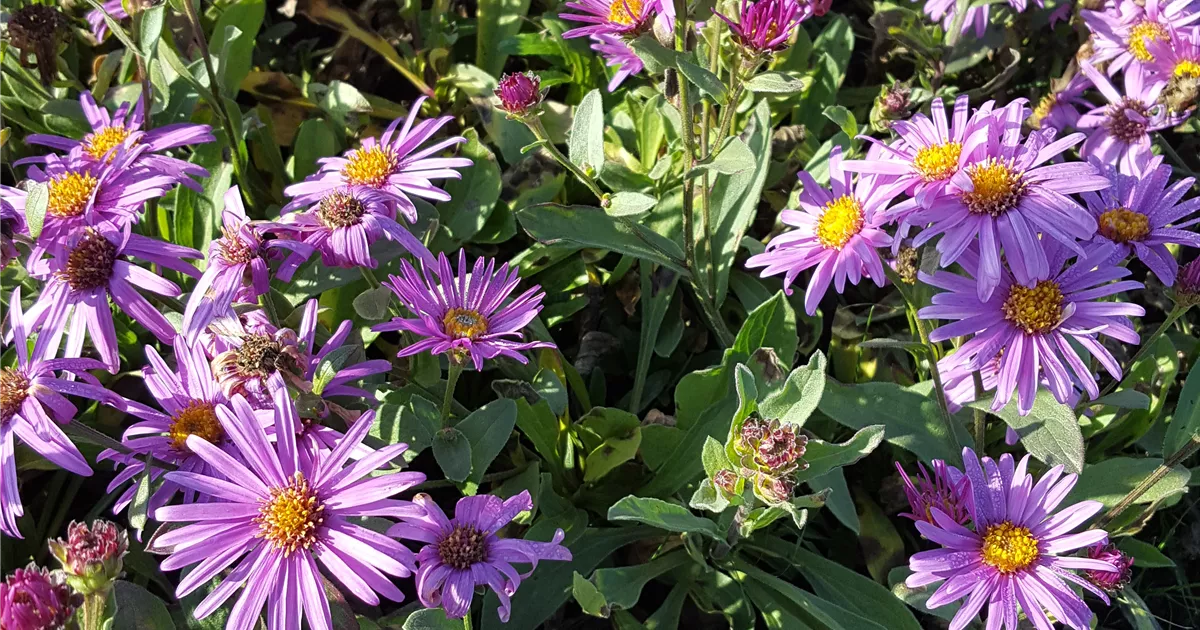Aster amellus 'Lady Hindlip', Garten-Sommer-Aster 'Lady Hindlip ...