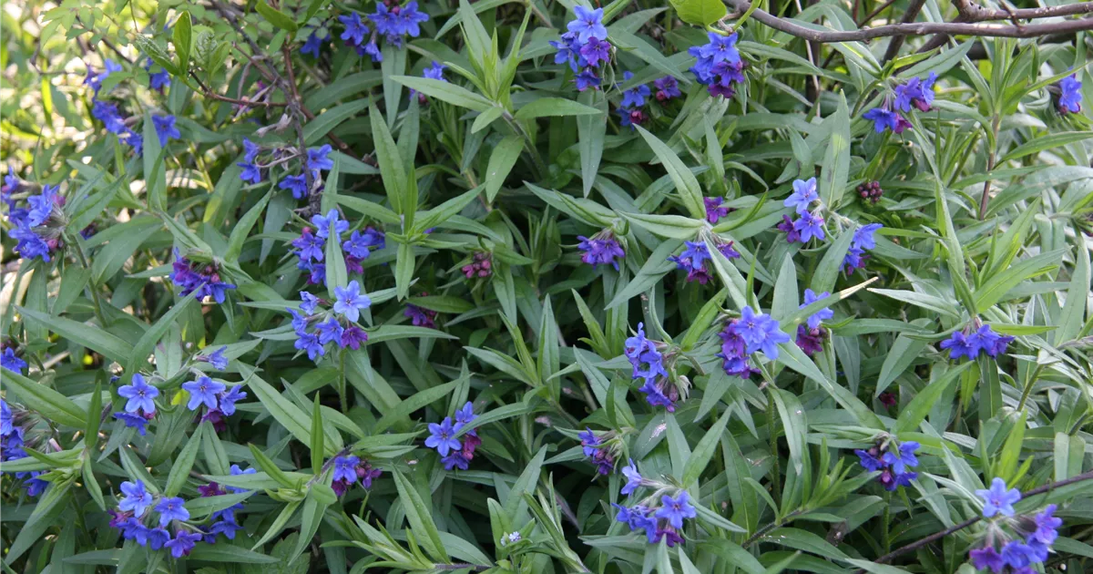 Buglossoides purpurocaerulea, Purpurblauer Steinsame - Bamberger ...