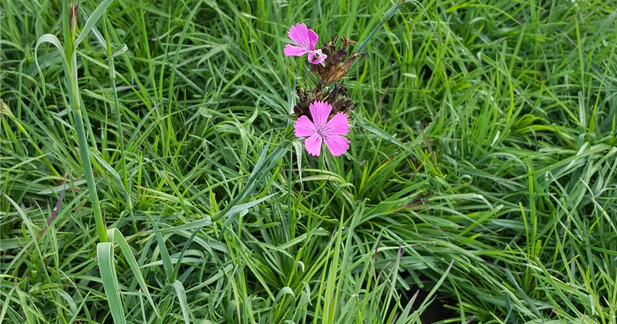 Dianthus carthusianorum, Karthäuser-Nelke - Bamberger Staudengarten ...