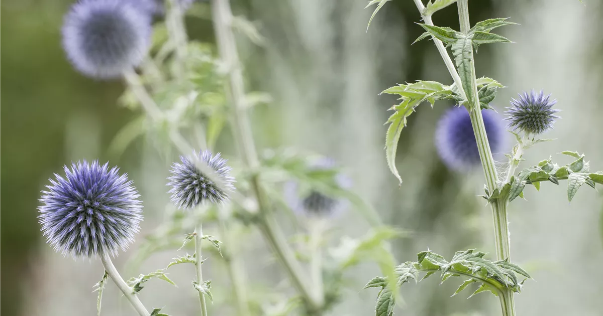 Echinops ritro, Kugeldistel - Bamberger Staudengarten Strobler