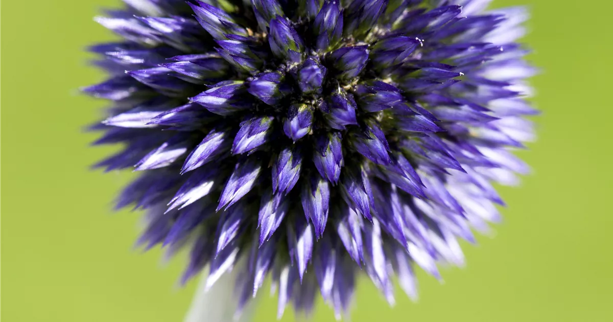 Echinops ritro 'Veitch's Blue' - Bamberger Staudengarten Strobler