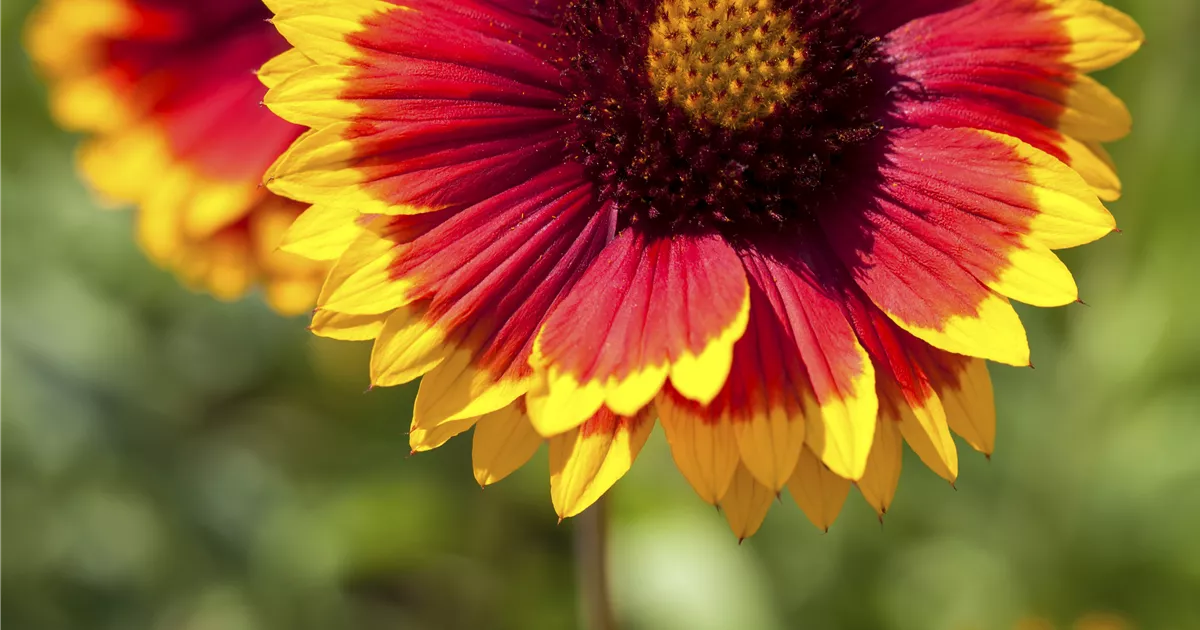 Gaillardia x grandiflora 'Arizona Sun', Großblumige Garten ...