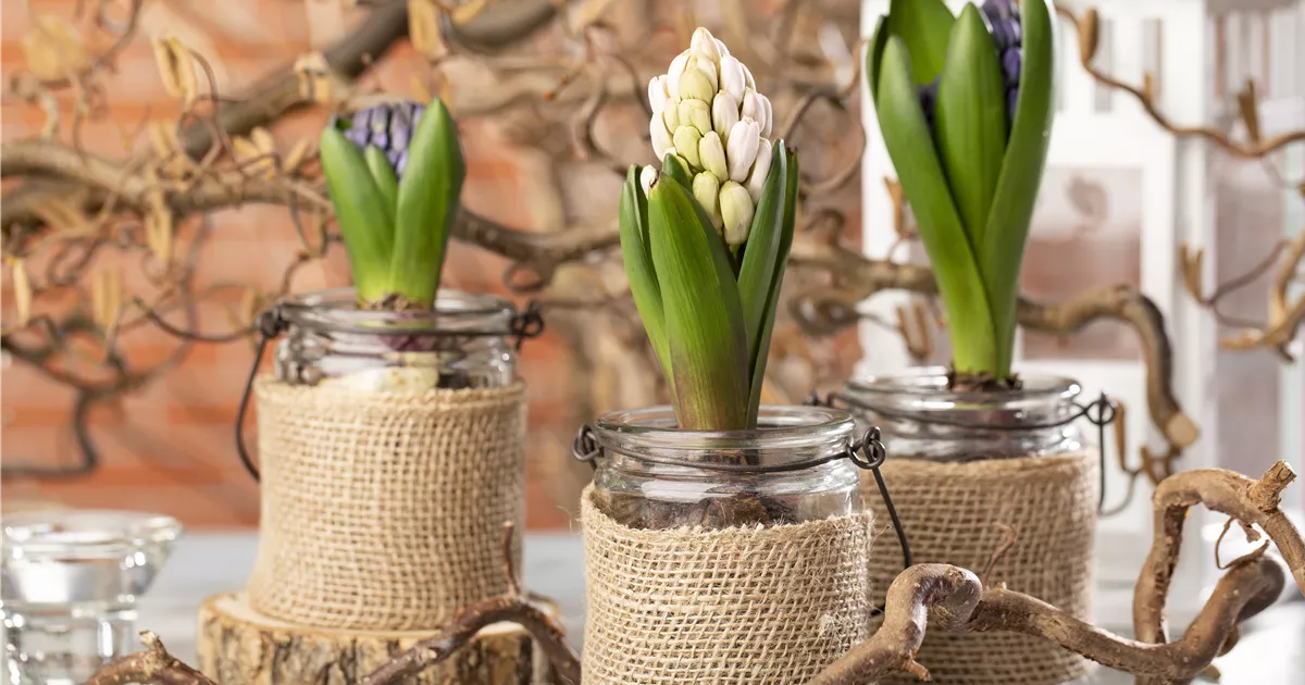 Wunderschne Bamberger Staudengarten Shop Bilder