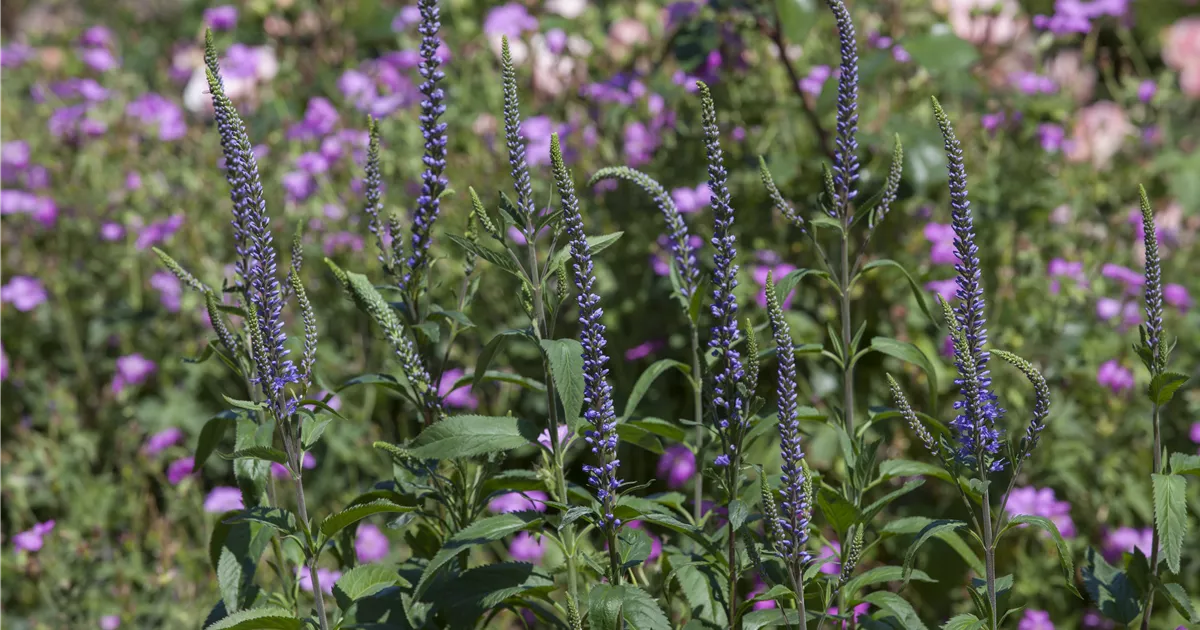 Veronica spicata 'Ulster Dwarf Blue', Scheinähriger Garten-Ehrenpreis ...
