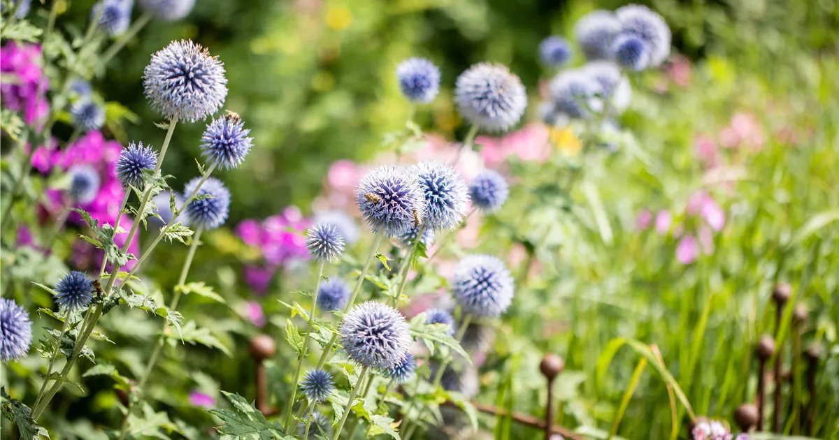 Echinops bannaticus 'Blue Globe' - Bamberger Staudengarten Strobler