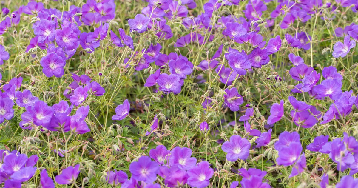 Geranium x pratense 'Brookside', Garten-Storchschnabel 'Brookside ...