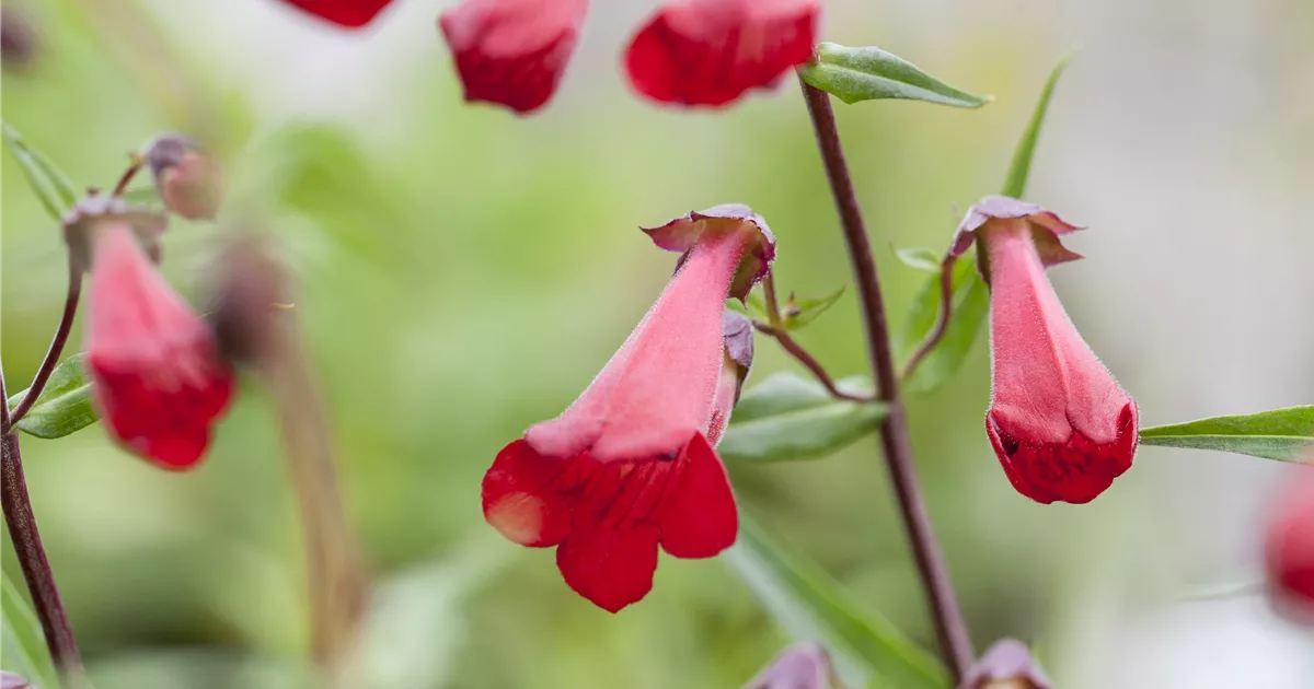 Penstemon barbatus 'Coccineus', Bartfaden 'Coccineus' - Bamberger ...